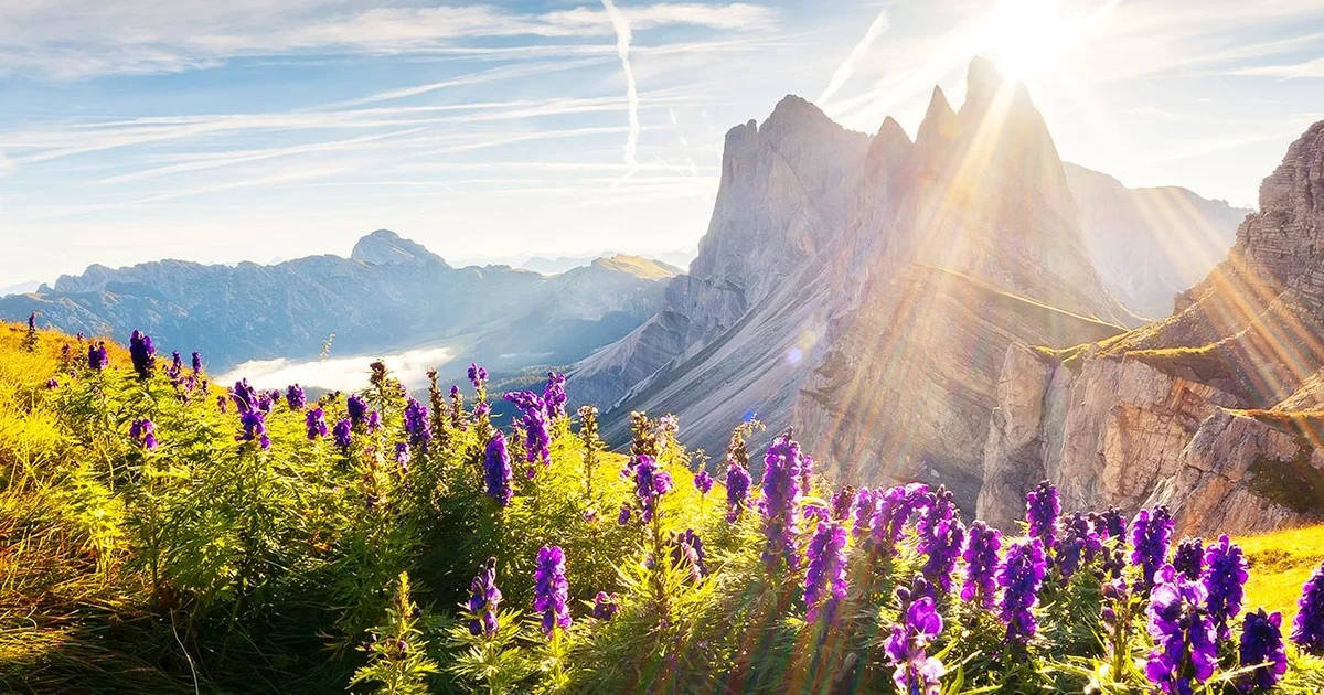 A Guide to Austria’s Wildflowers | Ramble Worldwide