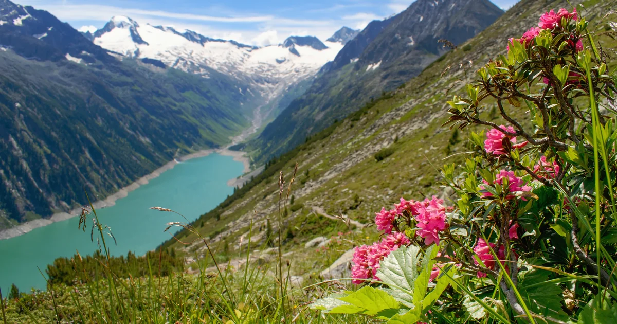 A Guide to Austria’s Wildflowers | Ramble Worldwide